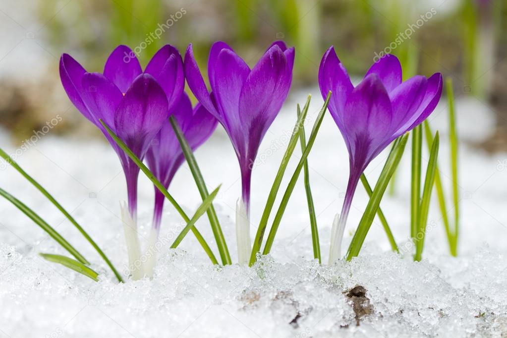 Beautiful crocuses — Stock Photo © labrador #34459069