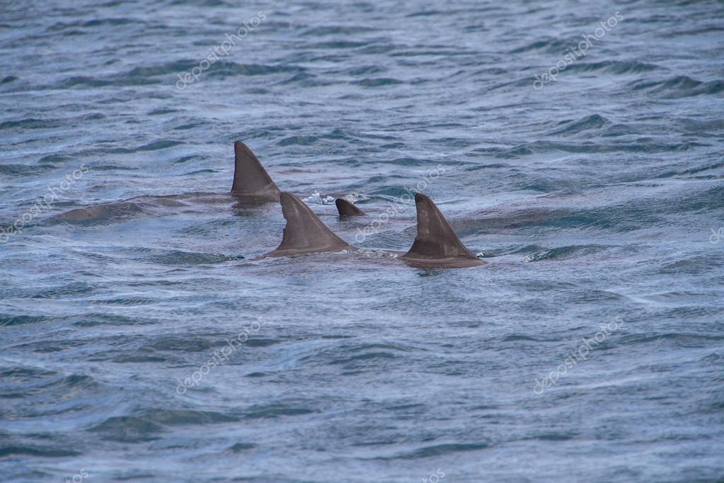 Shark Vs Dolphin Fin