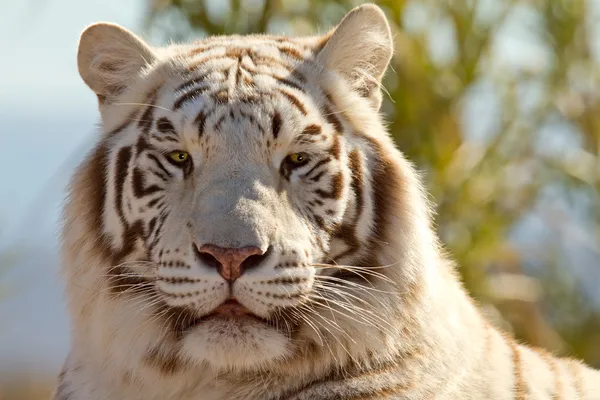 Tigre Blanco Comiendo