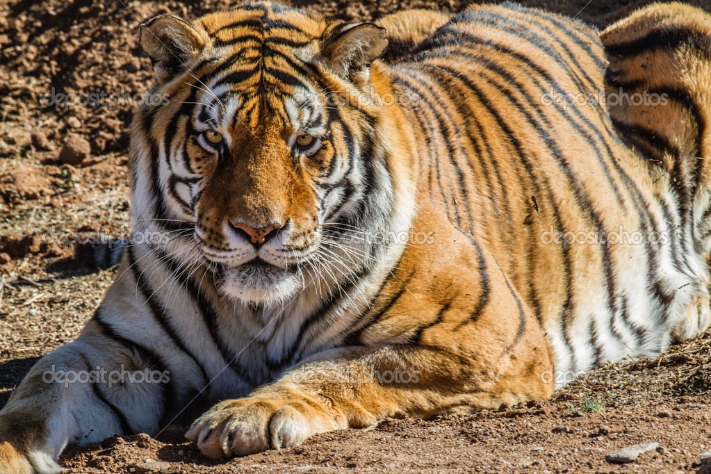 Tiger in a dry environment Stock Photo by ©DeborahKolb 19635701