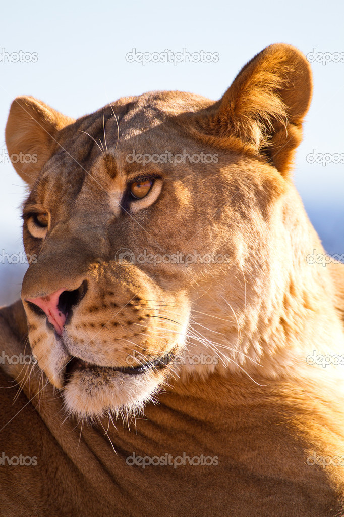 Beautiful Lioness — Stock Photo © DeborahKolb #19670633