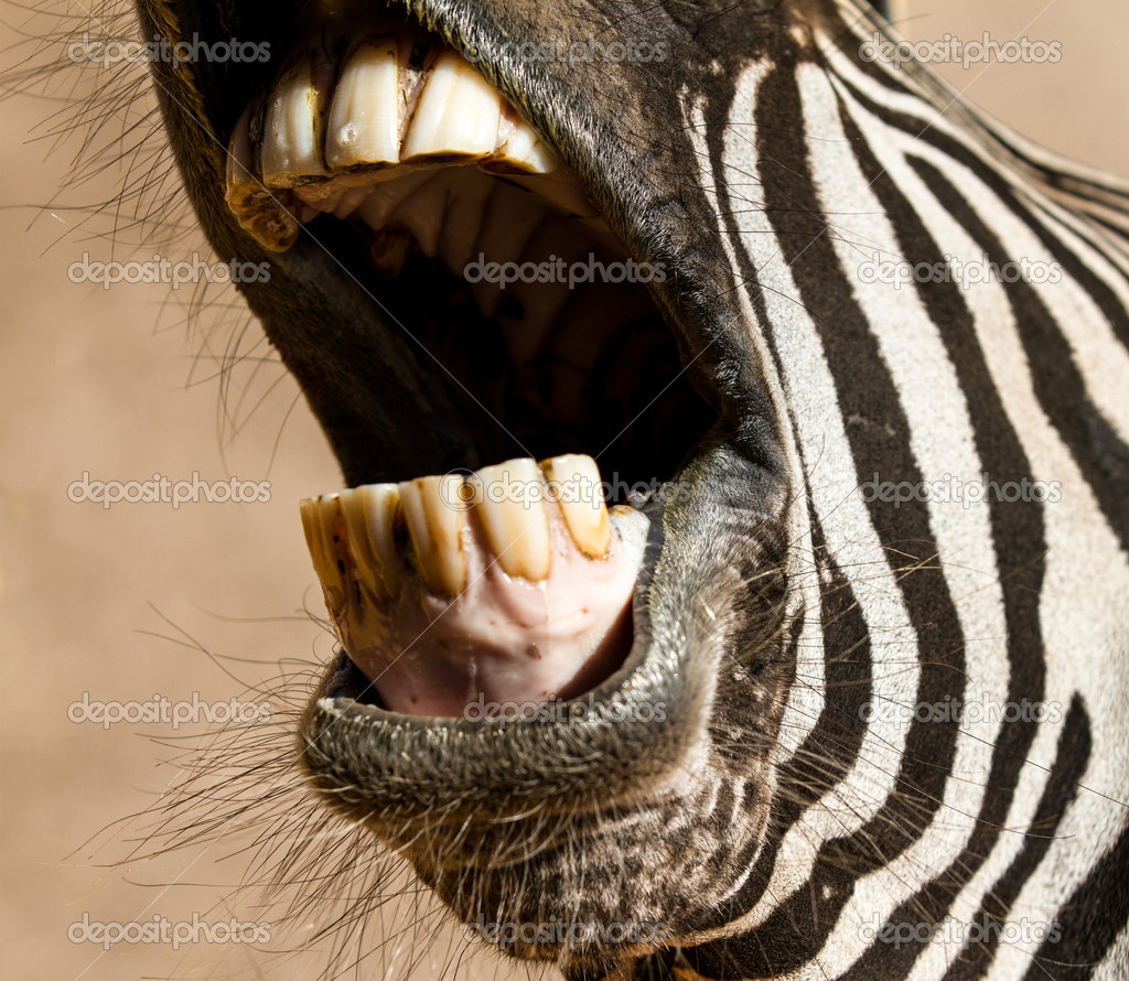 Say Ahh Zebra Teeth Stock Photo by ©DeborahKolb 19670895