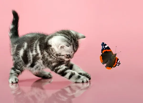 ᐈ Cuddly cat stock pictures, Royalty Free grab cat images | download on ...