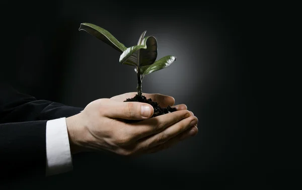 sprout - Stock Image - Everypixel