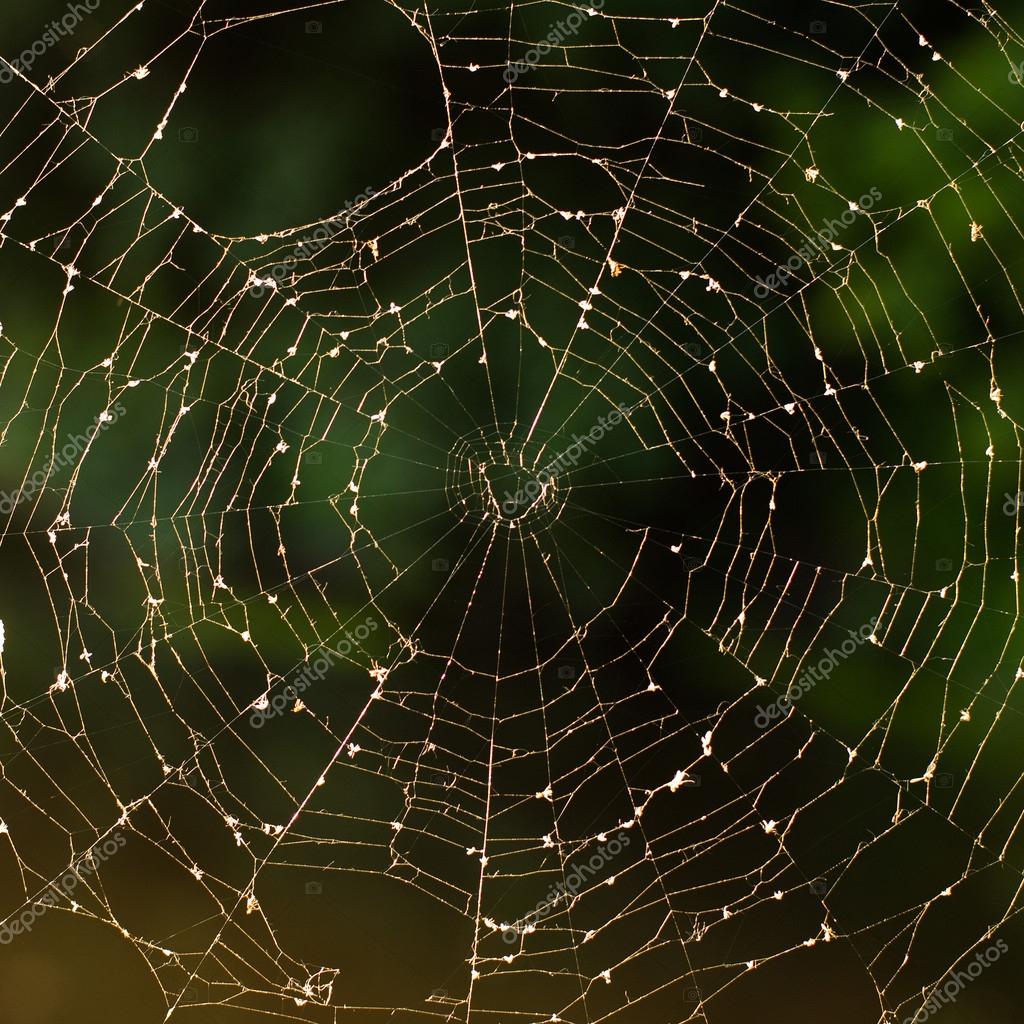 Spiderweb — Stock Photo © tankist276 #14188517