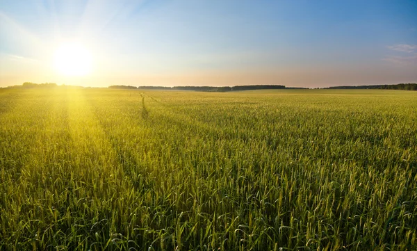 Wheat Royalty Free Photo, Stock Image by © tankist276 #14188460