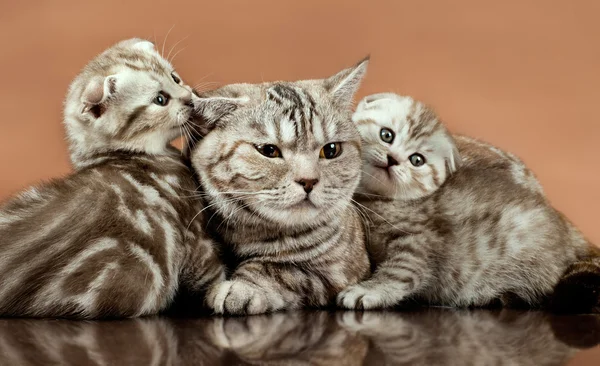 Cats Stock Photo by ©tankist276 35558085
