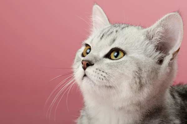 Gato con una rosa fotos de stock, imágenes de Gato con una rosa sin ...