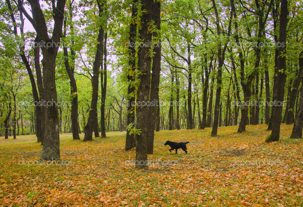 Oak woods in the park and a black dog — Stock Photo © dragi52 #44672797