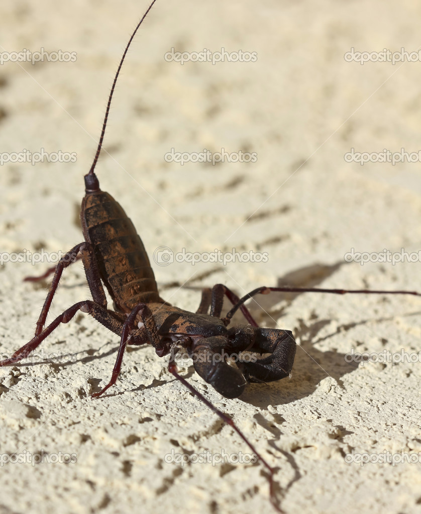 Un vinagre, también conocido como Escorpión Látigo 2022