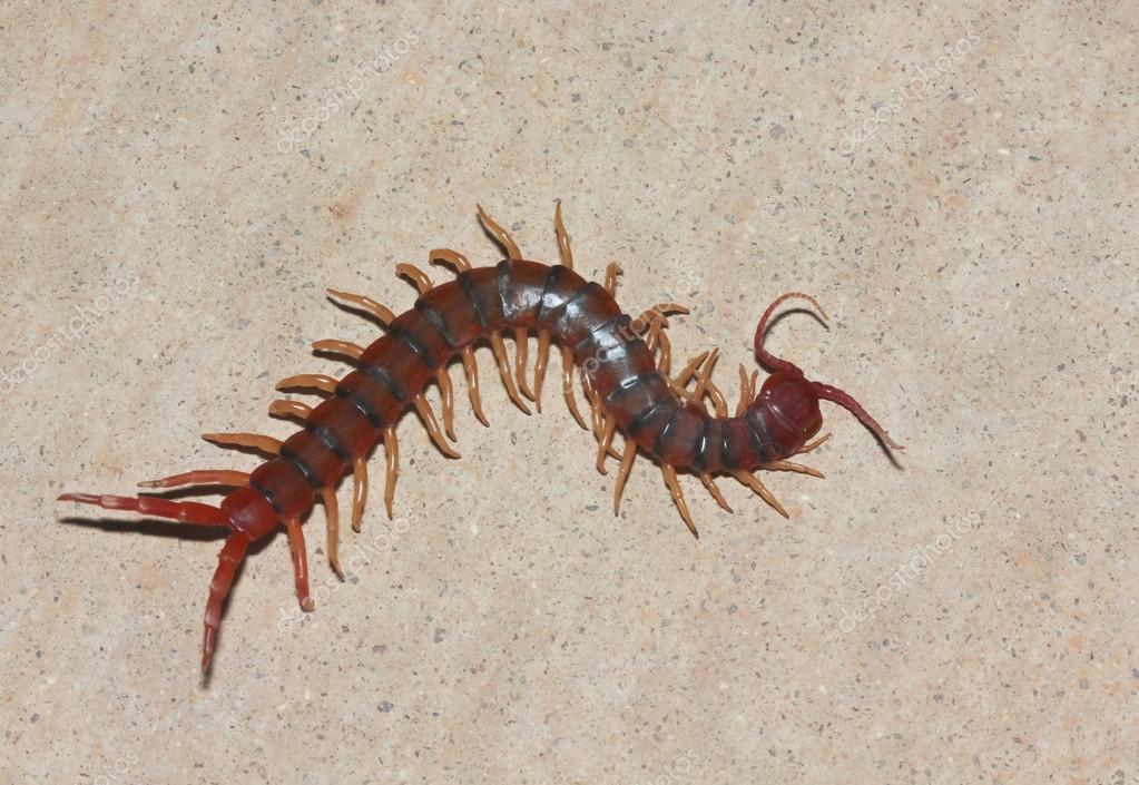 A Giant Centipede of the American Southwest — Stock Photo © neilld ...