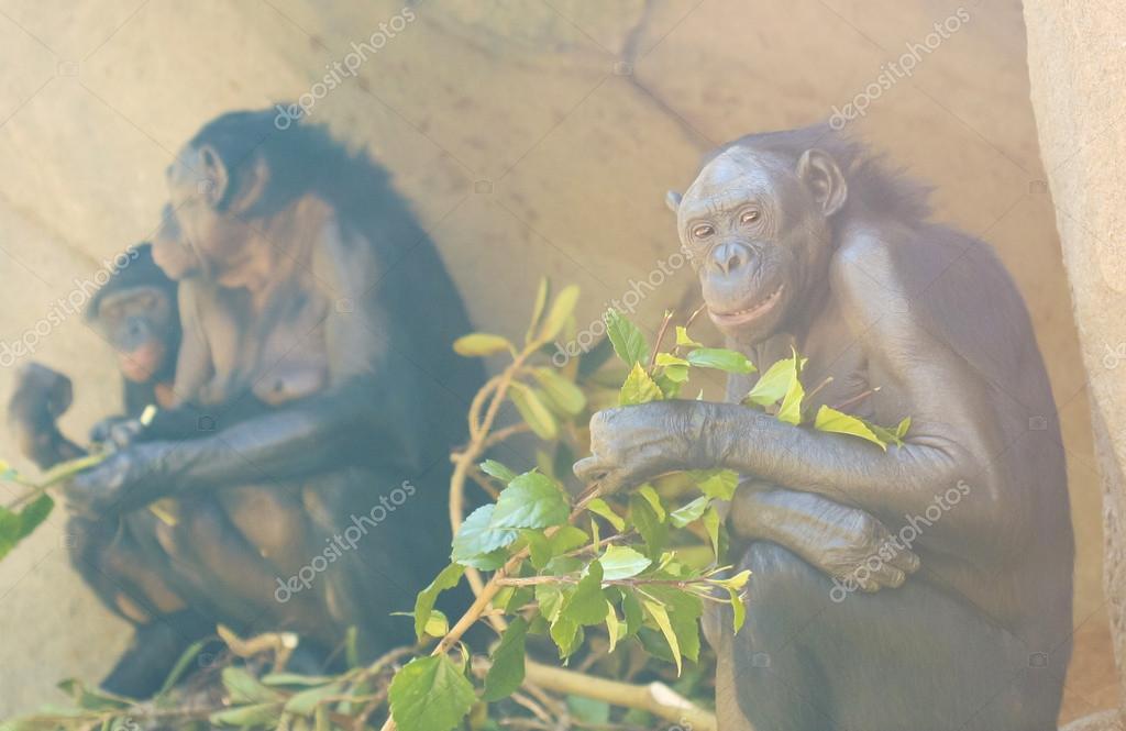 An Old Bonobo Couple and Baby Against a Rock Face — Stock Photo ...
