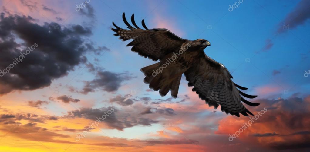 A Red-tailed Hawk in a Sunset Sky Stock Photo by ©neilld 40364955