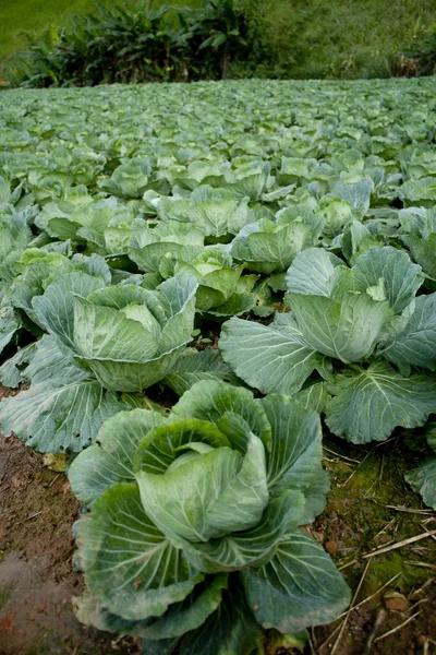 Cabbage field Stock Photos, Royalty Free Cabbage field Images ...