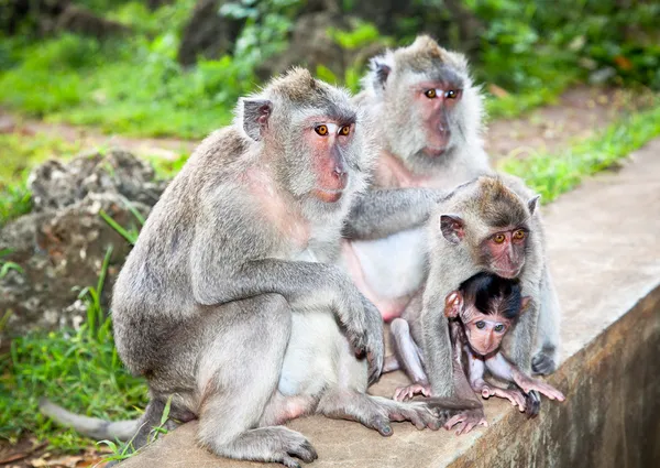 Small macaque Stock Photos, Royalty Free Small macaque Images ...