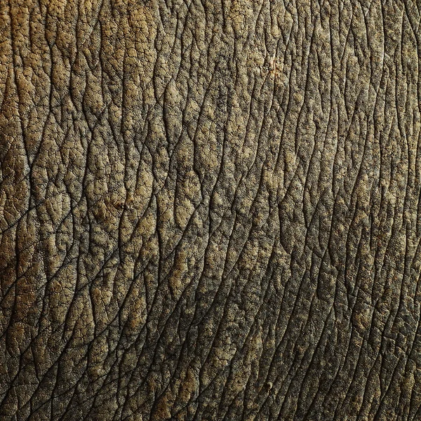 Rhino skin textures — Stock Photo © kongsky #39737387