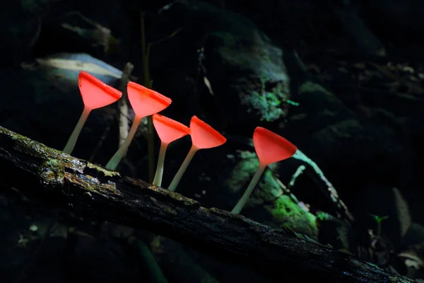 Champignon tasse rouge images libres de droit, photos de Champignon ...