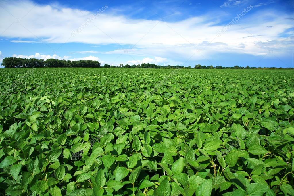 Rural landscape with fresh green soy field. Soybean field Stock Photo ...
