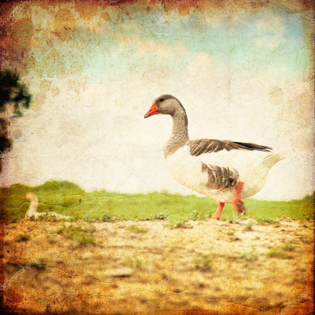 Retro background with goose Stock Photo by ©ivan_dzyuba 17176469