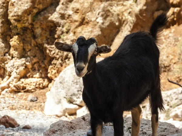 Israel goats Stock Photos, Royalty Free Israel goats Images | Depositphotos