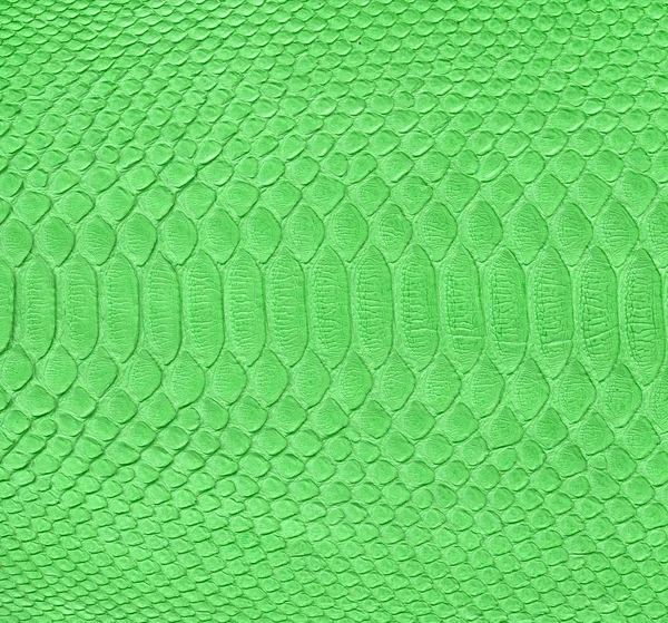 Green snake skin Images - Search Images on Everypixel