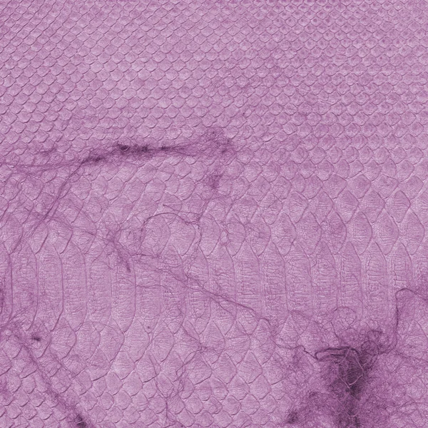 ᐈ White crocodile stock photos, Royalty Free white crocodile pattern ...