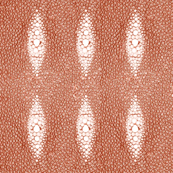 ᐈ Stingray skin stock photos, Royalty Free stingray leather photos ...