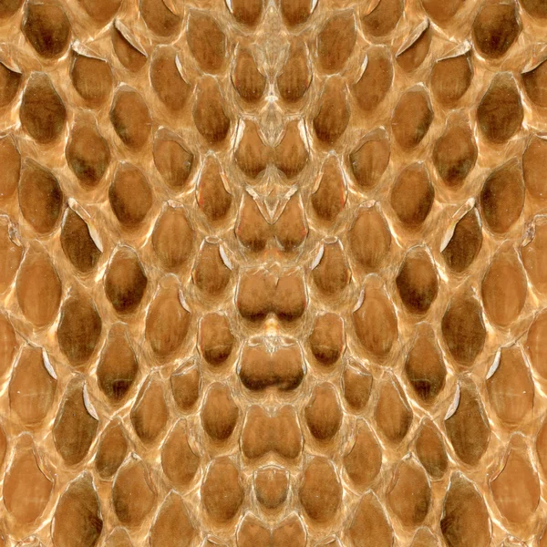 Reptile skin texture closeup, fragment of natural pattern ⬇ Stock Photo ...