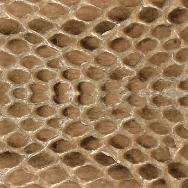 Reptile skin texture closeup, fragment of natural pattern ⬇ Stock Photo ...
