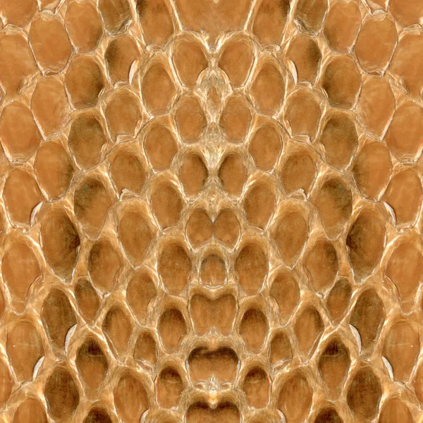Reptile skin texture closeup, fragment of natural pattern ⬇ Stock Photo ...
