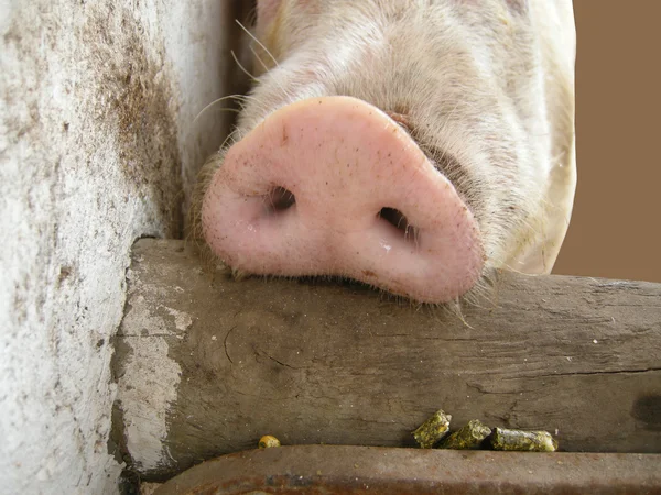 Pig nose Images - Search Images on Everypixel