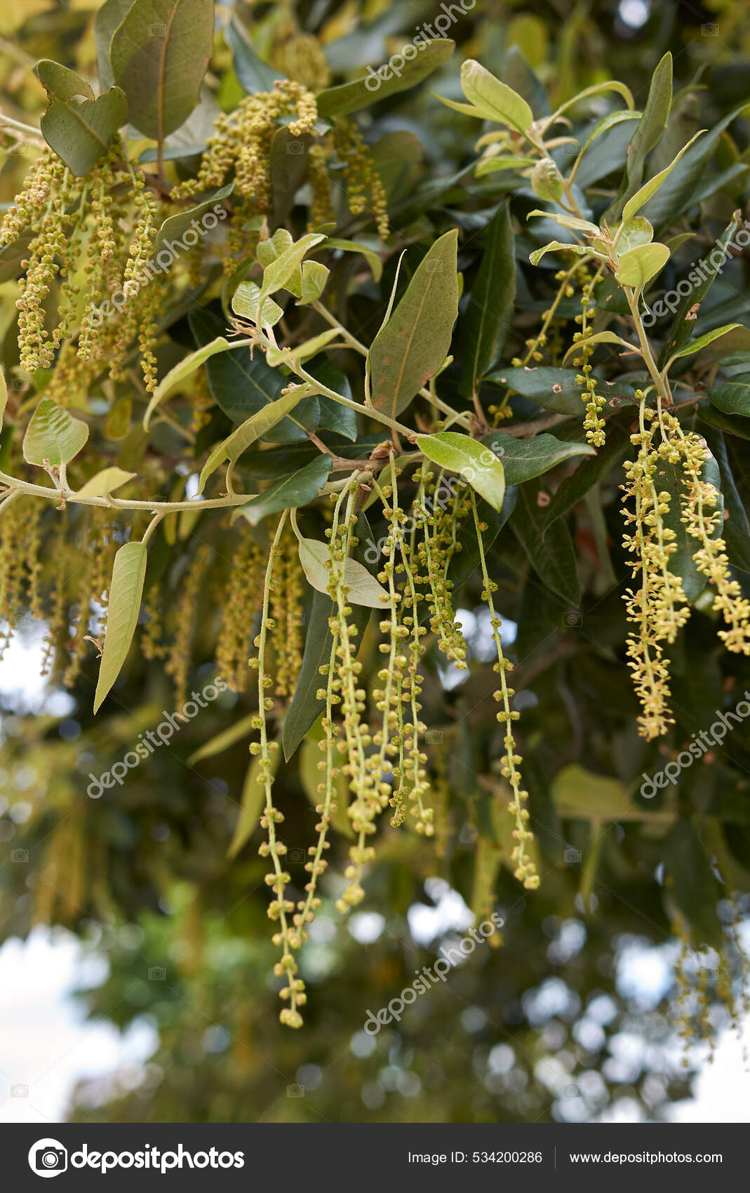 Quercus Ilex Tree Bloom Stock Photo by ©simonapavan 534200286