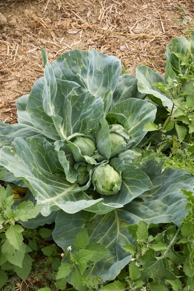 Cultivos de repollo fotos de stock, imágenes de Cultivos de repollo sin ...