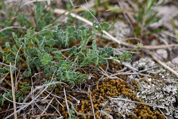 Tundra rostliny Stock Photos, Royalty Free Tundra rostliny Images ...