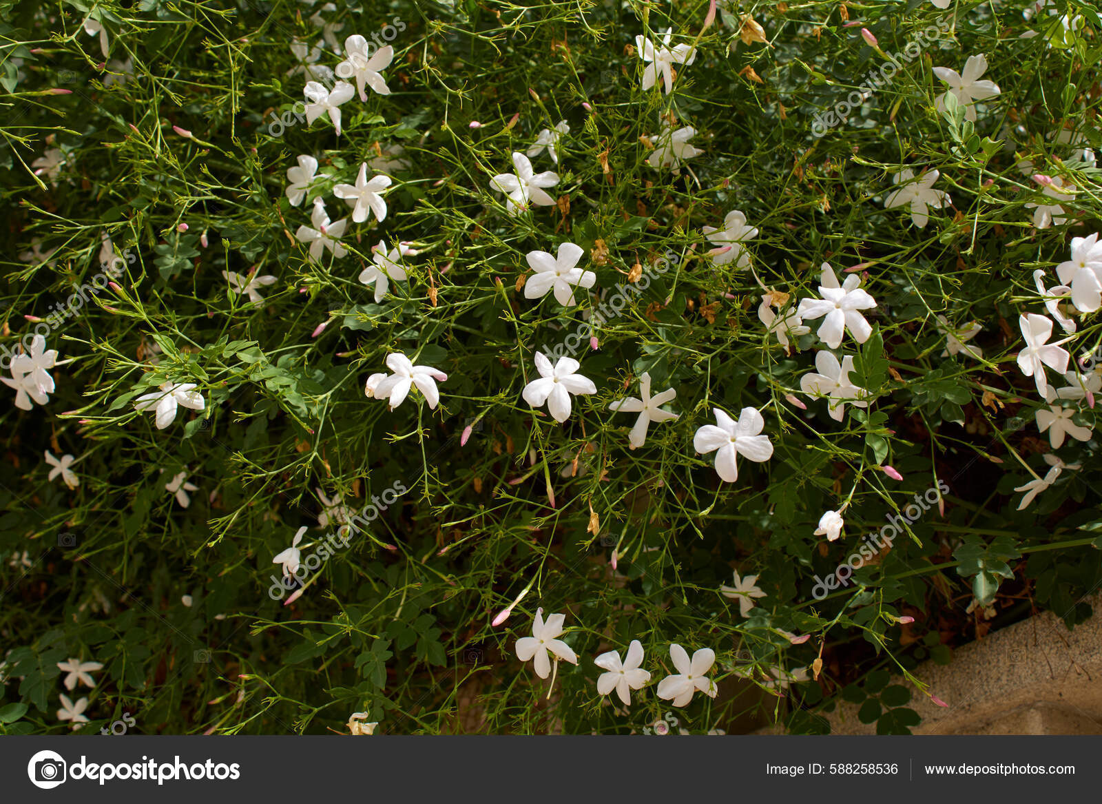 Jasminum Grandiflorum Leaves