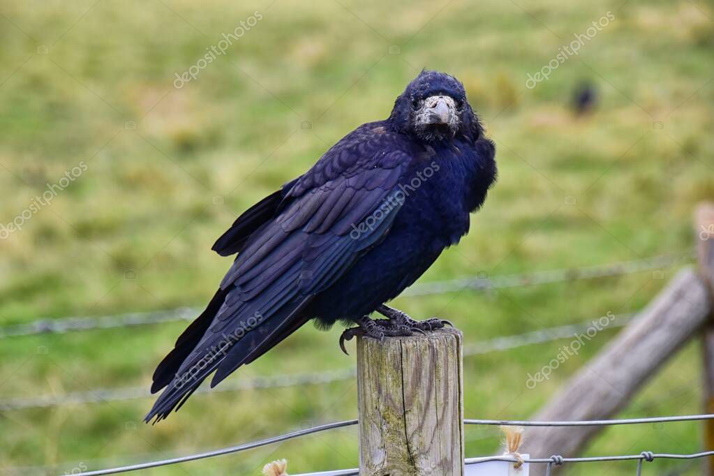 Torre Guardián pájaro de Stonehenge, Corvus frugilegus, miembro de ...