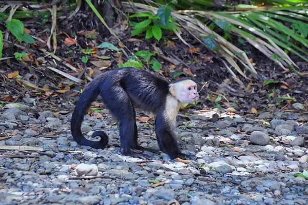 Costa rica monkey Stock Photos, Royalty Free Costa rica monkey Images ...