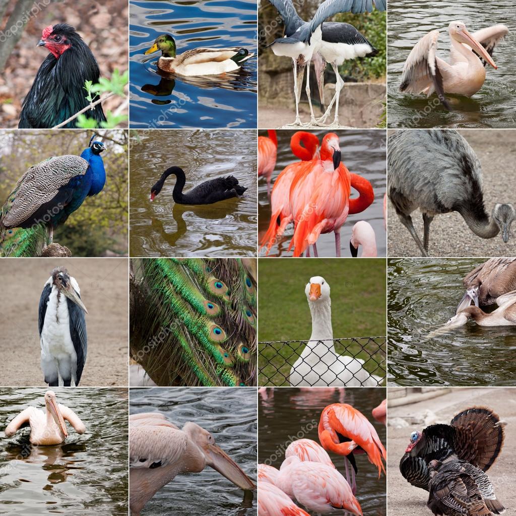 Colagem de aves — Fotografias de Stock © Svetlanarib79 #12526577