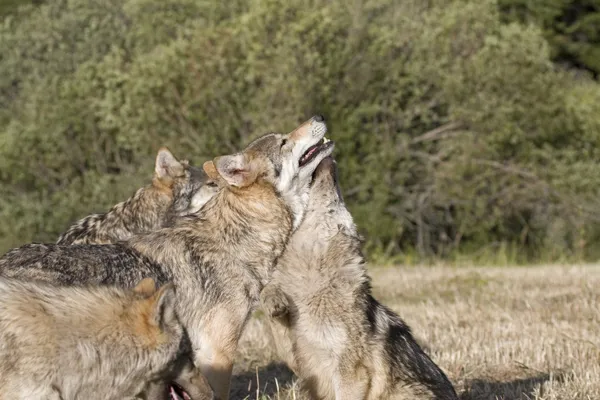 40 Hunting in packs Stock Photos, Hunting in packs Images | Depositphotos®