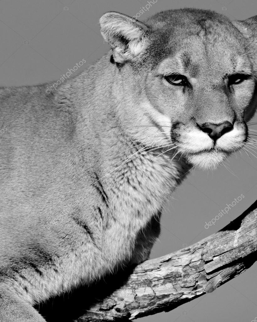 Un puma sentado en un árbol (blanco y negro) 2023