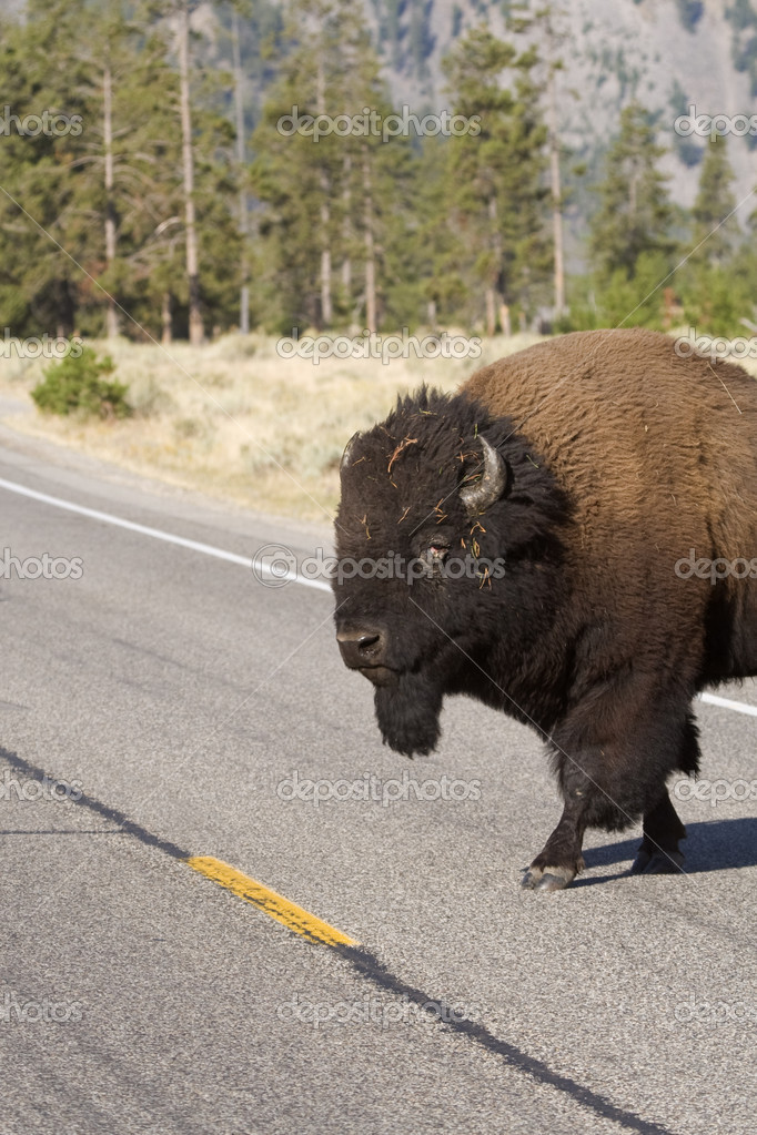 American Bison crossing the road in Yelowstone National Park — Stock ...