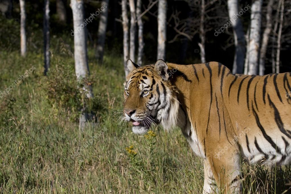 A Siberian Tiger Senses Something Nearby Stock Photo by ©wildatart 12828919