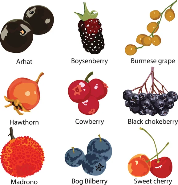 Aronia Stock Vectors, Royalty Free Aronia Illustrations | Depositphotos®