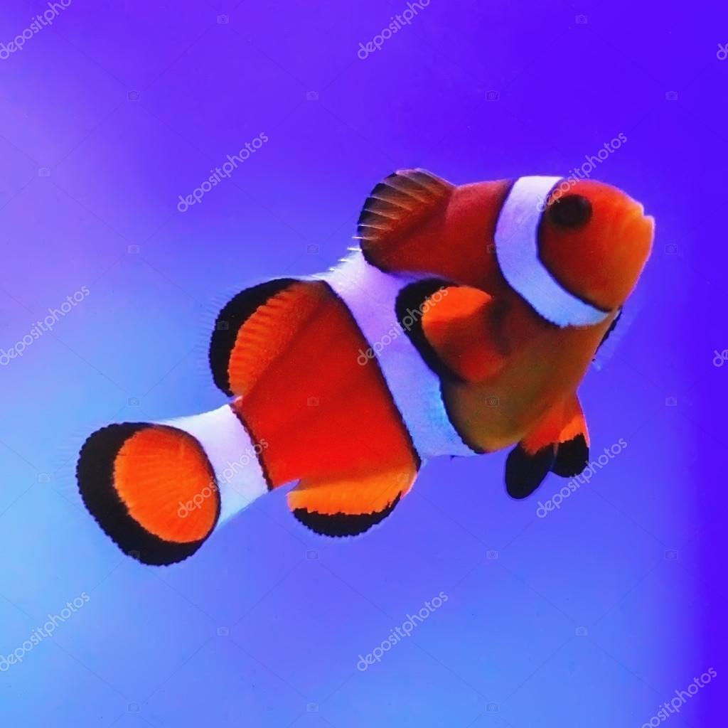 Clown fish — Stock Photo © mexrix #23311764
