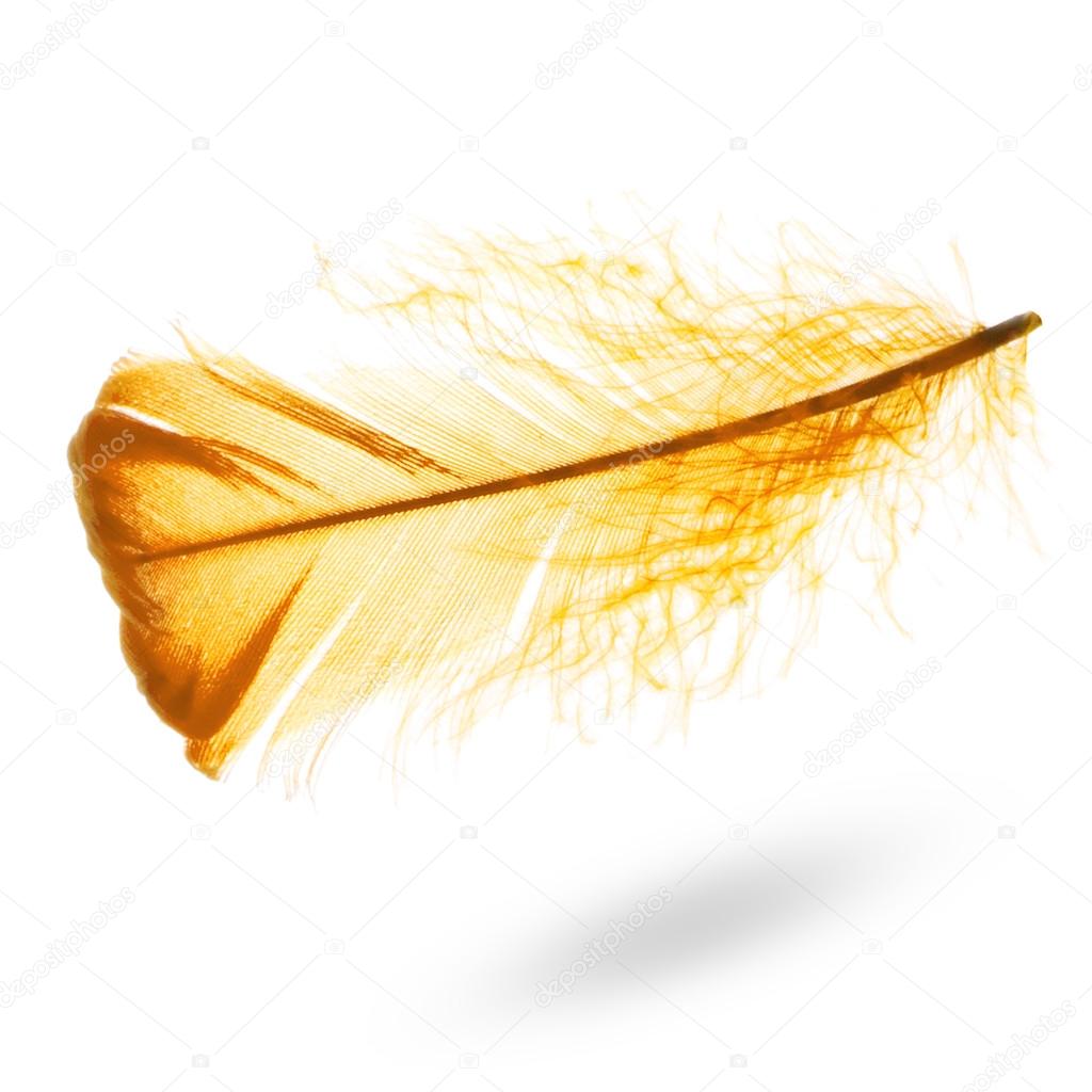 Blue plumage — Stock Photo © mexrix #36731451