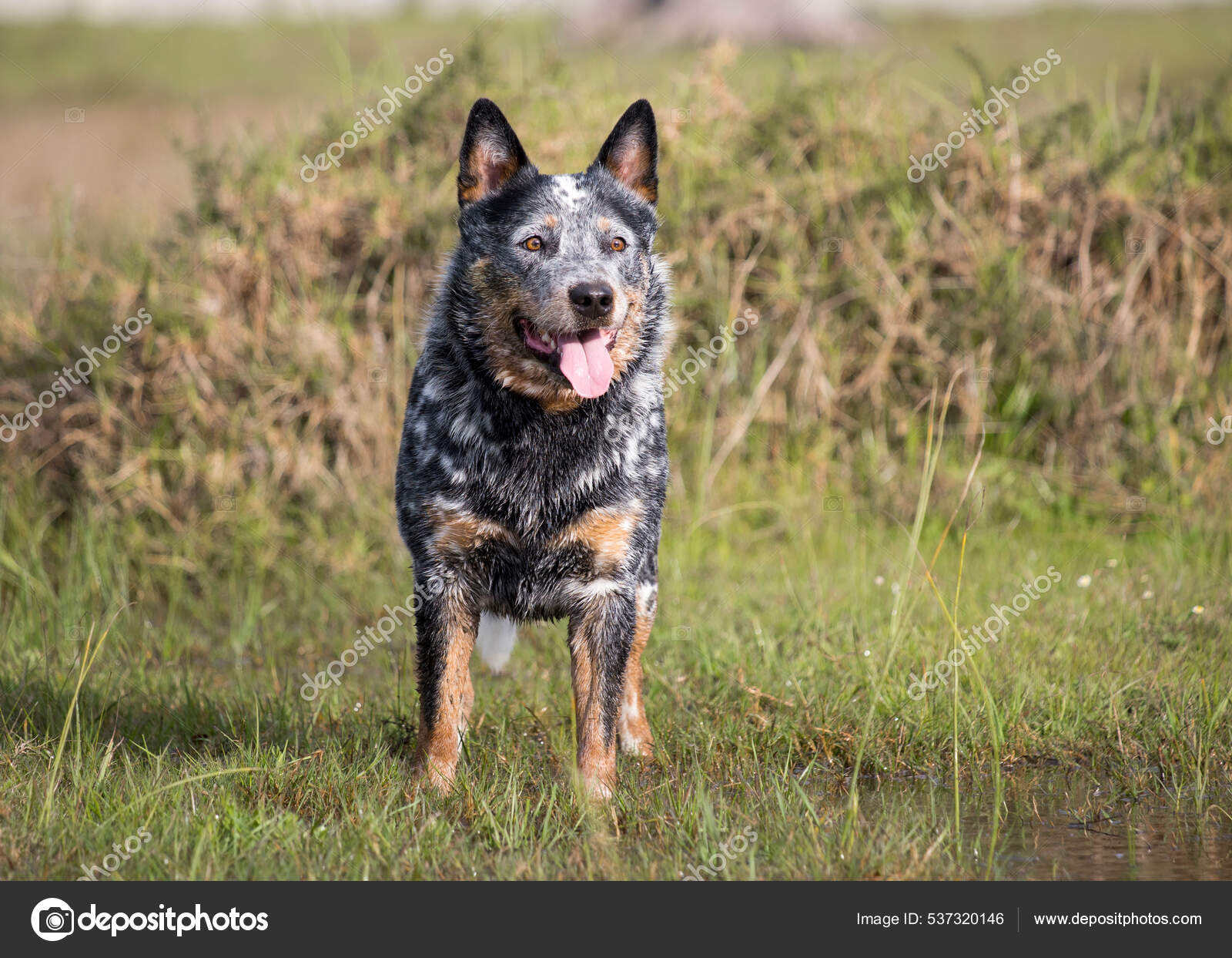Queensland Heeler Male