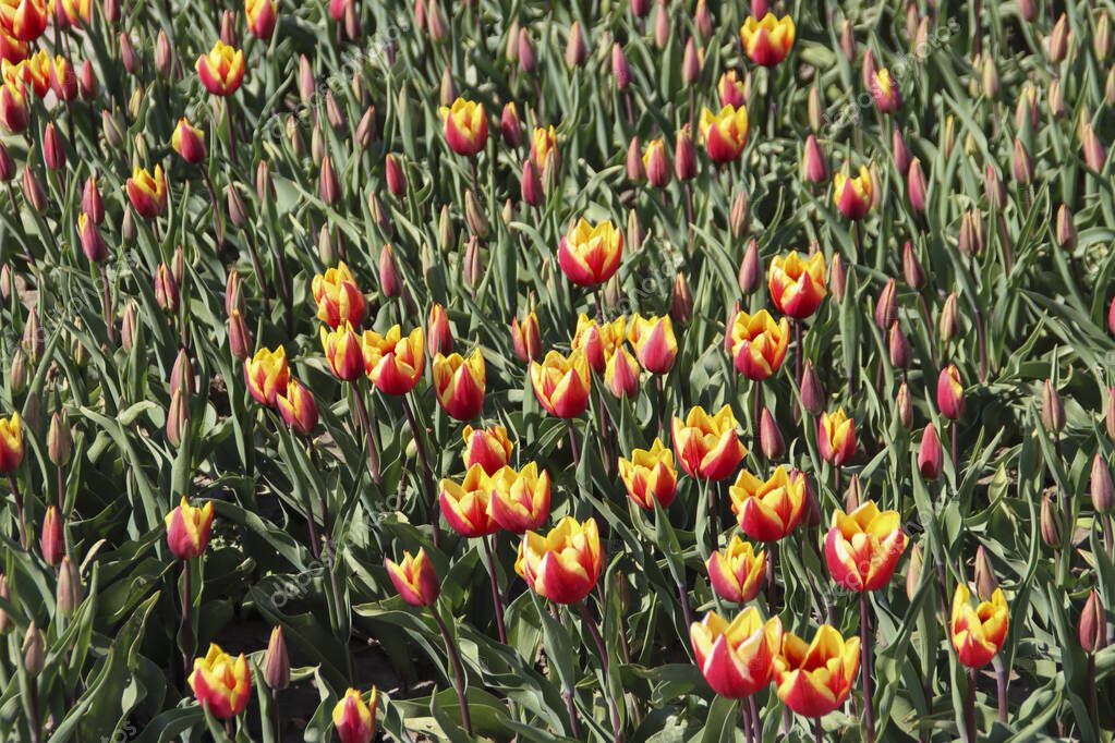 tulip n amarillo y rojo en los campos de bulbos de flores en Stad aan 't Haringvliet en la isla ...