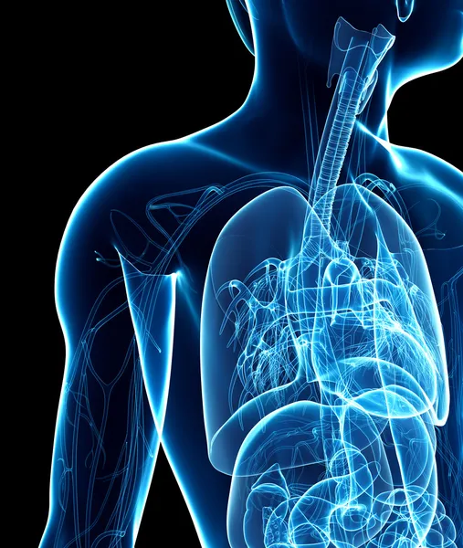 Respiratory system Stock Photos, Royalty Free Respiratory system Images ...