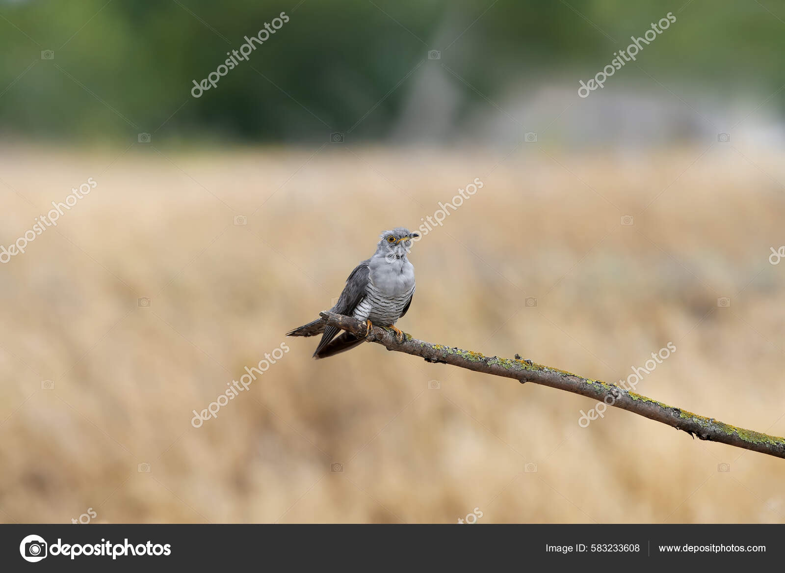 Male Common Cuckoo Sits Slanted Branch Lekking Beautiful Blurred Beige ...