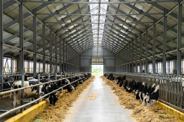 Modern cattle barn Stock Photos, Royalty Free Modern cattle barn Images ...